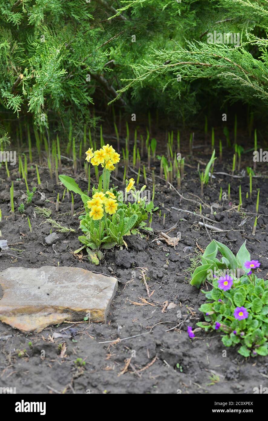 Blooming primroses in the garden in the garden in spring Stock Photo ...