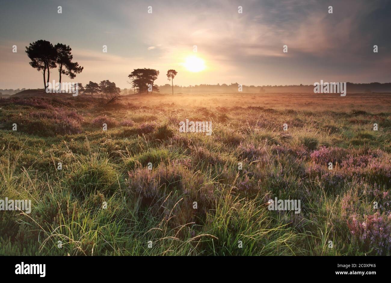summer gold sunrise over meadow Stock Photo - Alamy