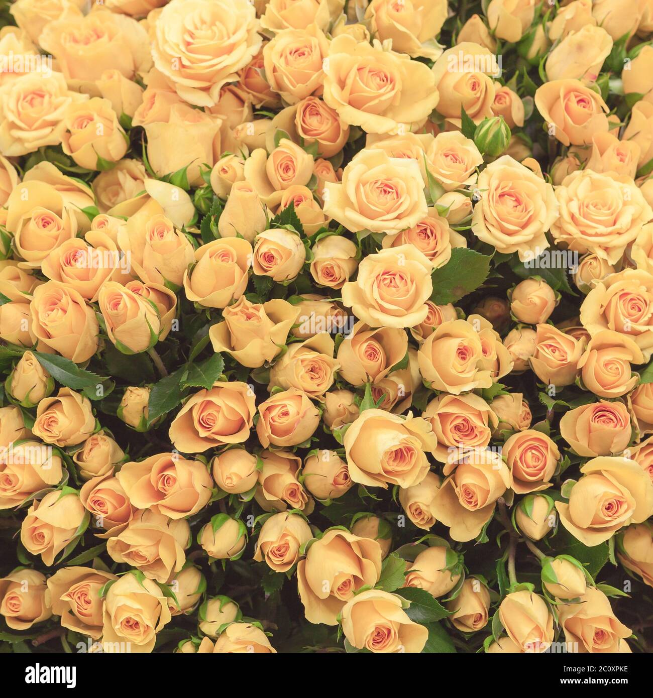 Natural tan roses background Stock Photo - Alamy