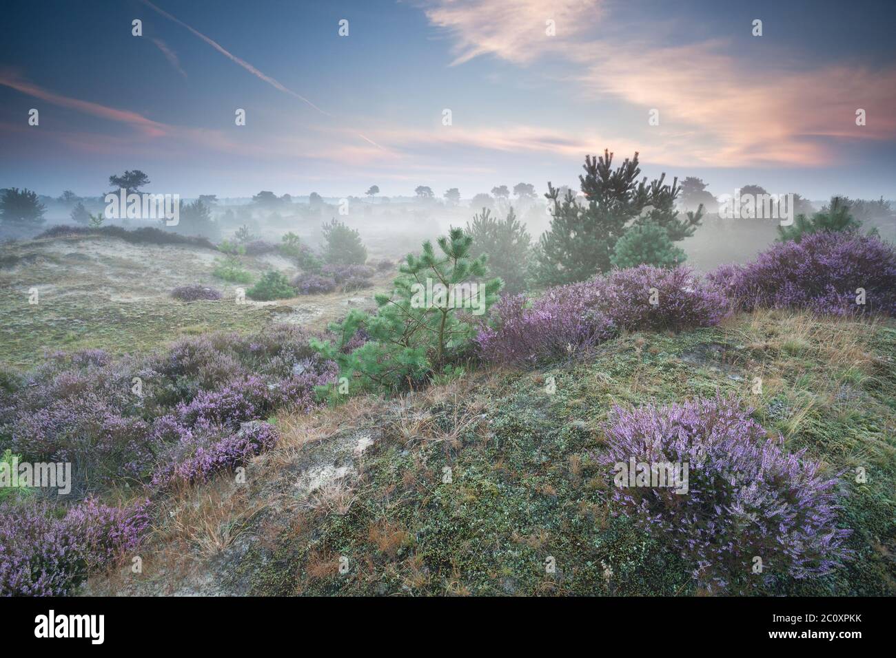 ling flowers on hills in misty morning Stock Photo - Alamy