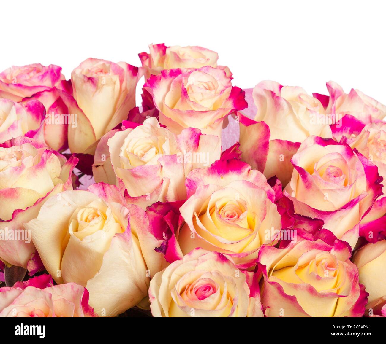 Yellow pink roses hi-res stock photography and images - Alamy
