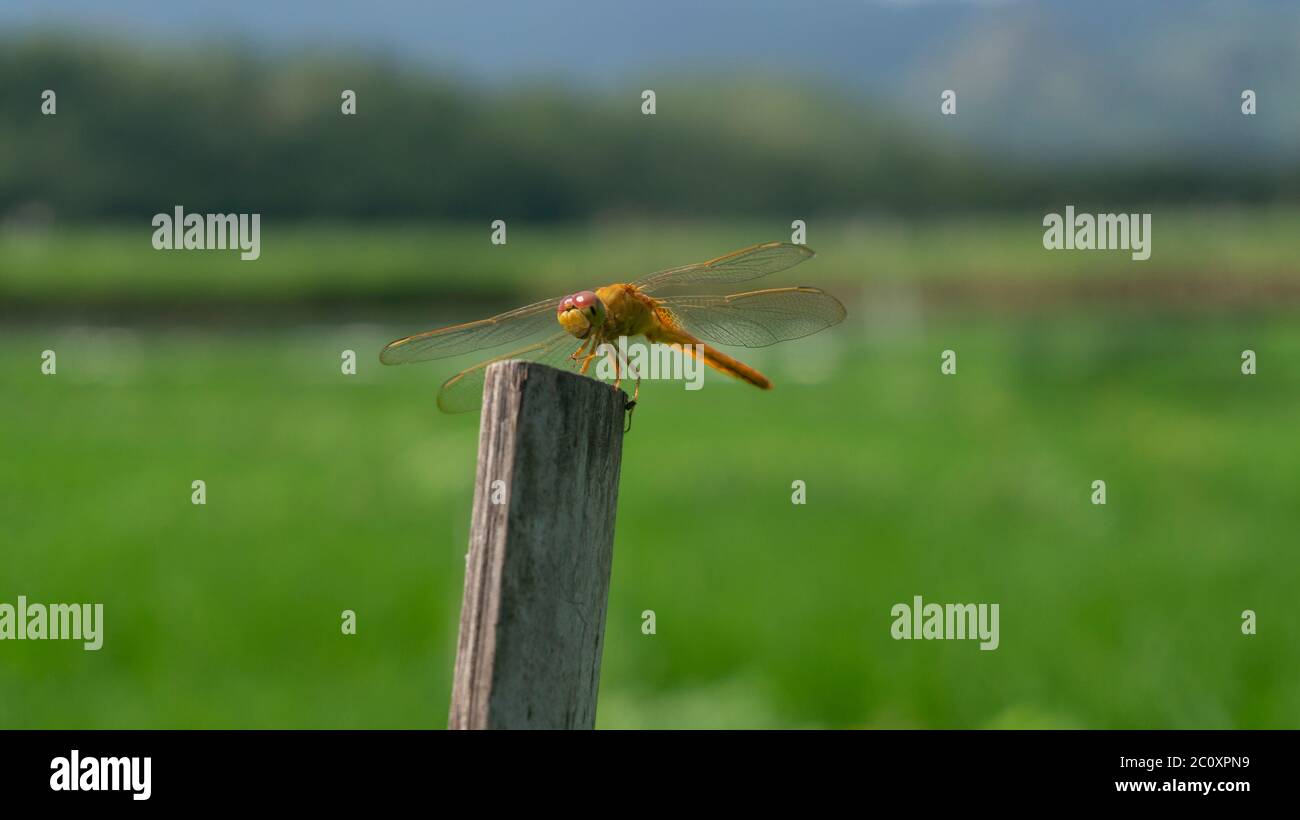 Beautiful dragonfly in the rice fields One type of insect that does not ...