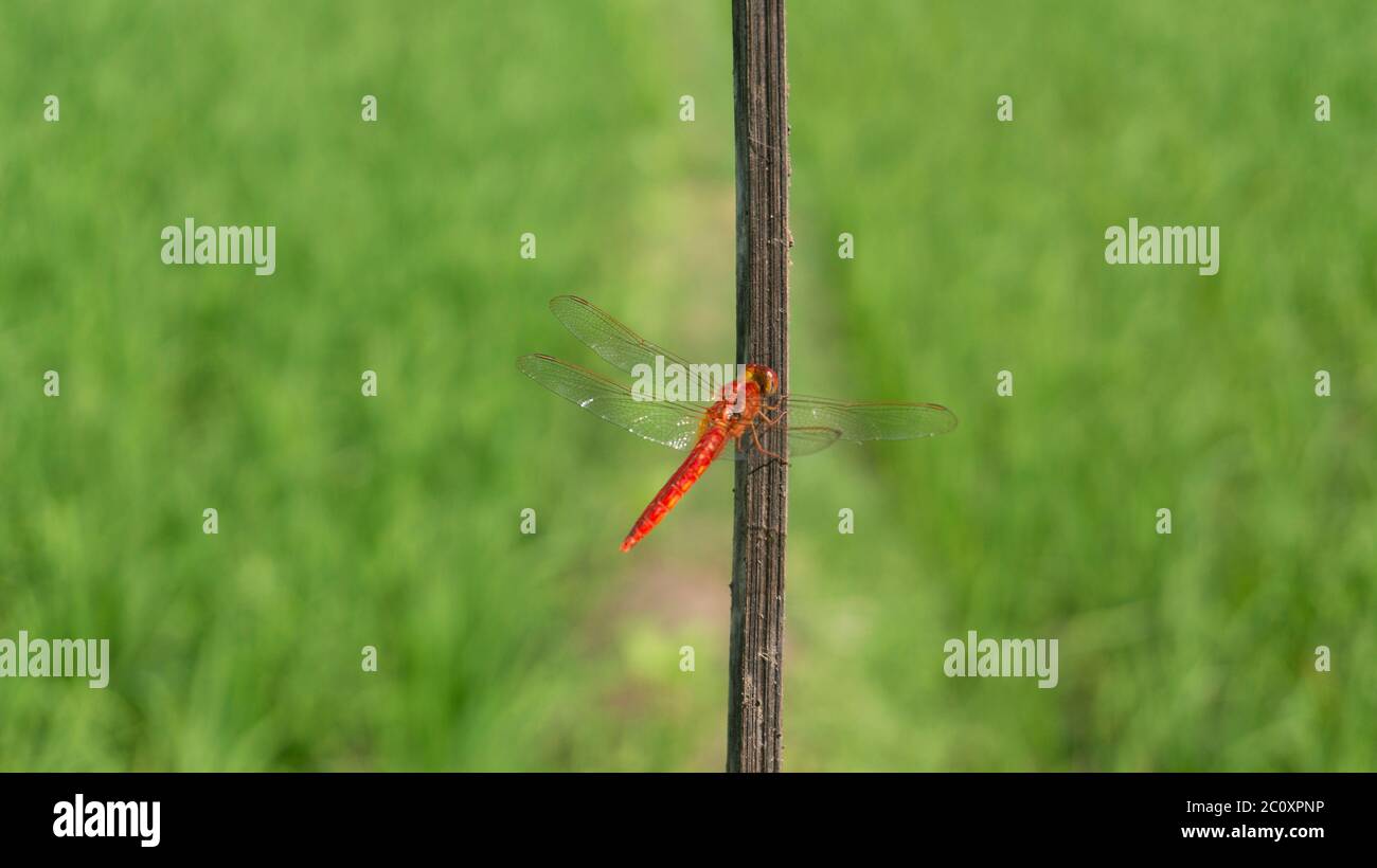 Beautiful dragonfly in the rice fields One type of insect that does not ...
