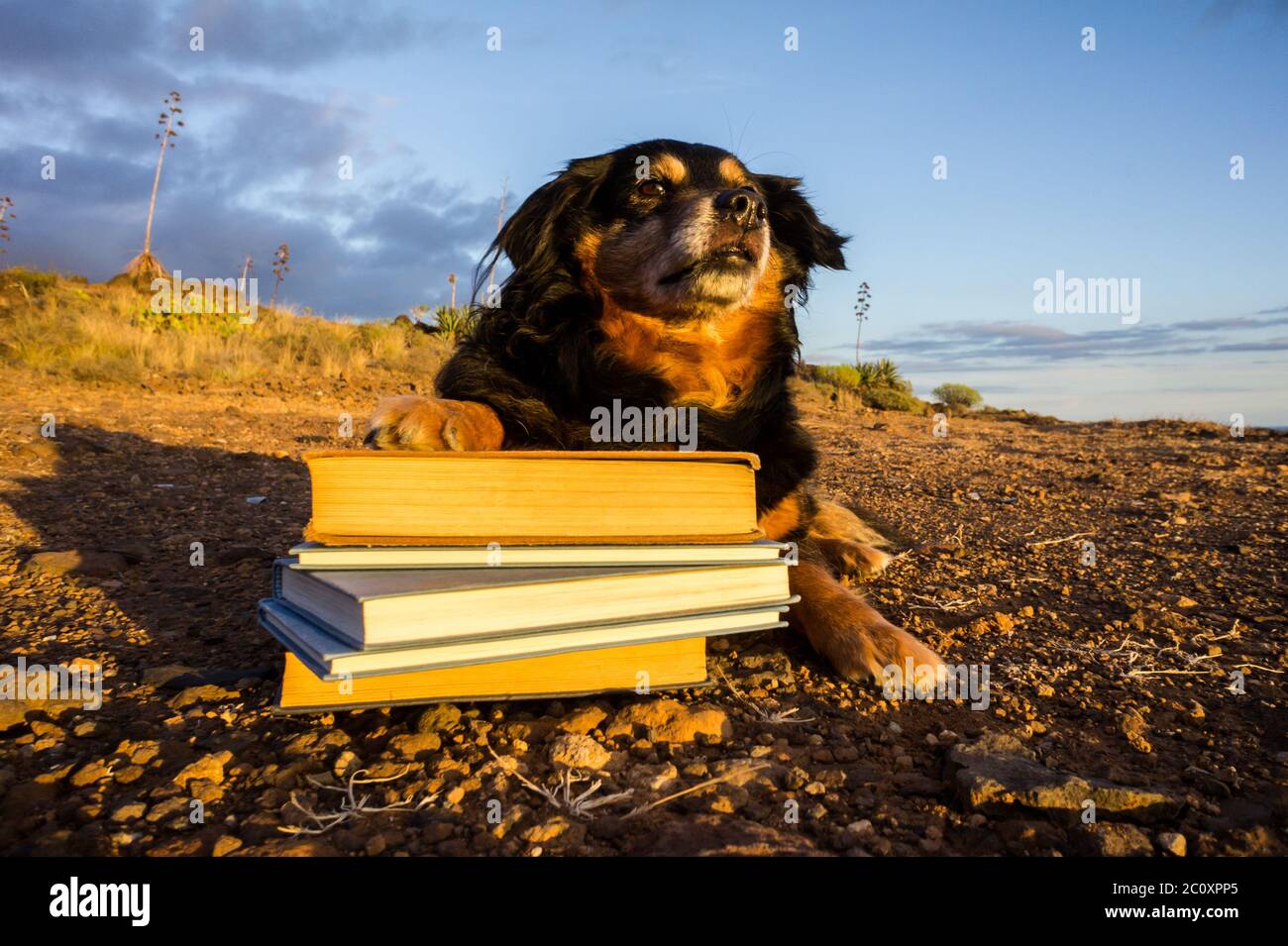 Reading a book with her labrador hi-res stock photography and images ...