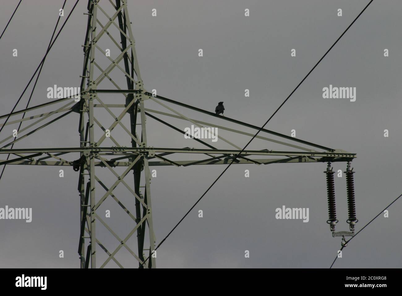 Power cable with crow Stock Photo - Alamy