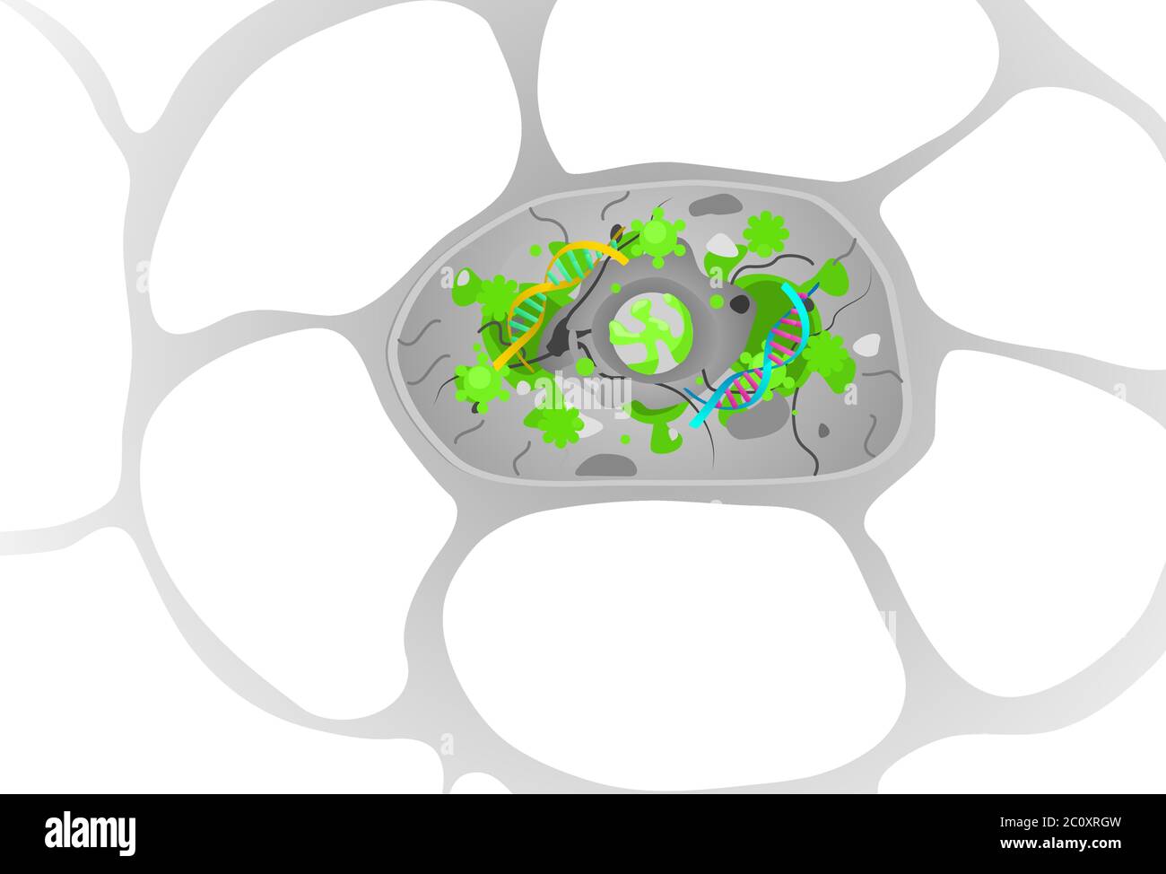 Cell biology, virus infected green inside parasite, vector cartoon ...