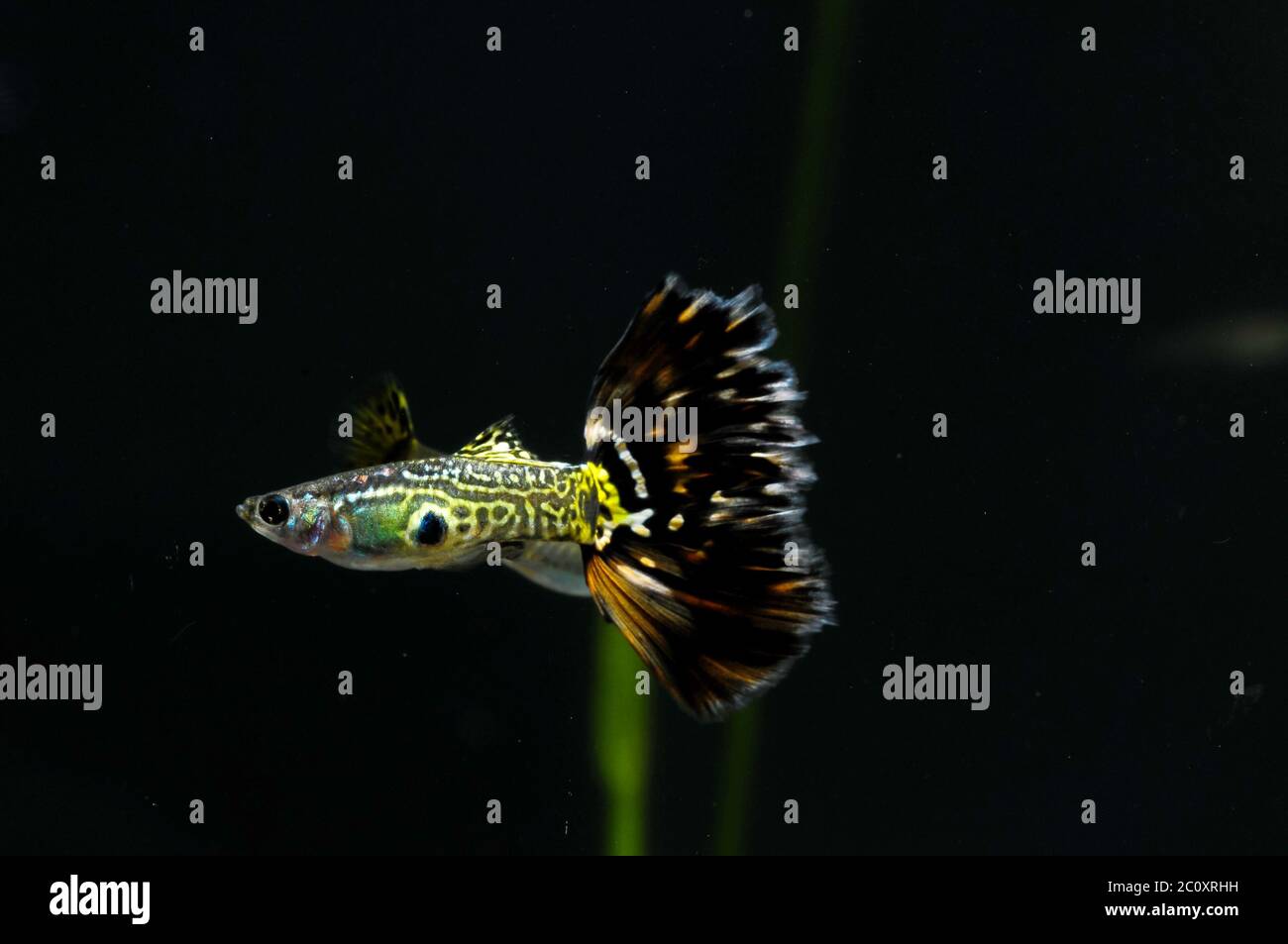 Guppy Multi Colored Fish Stock Photo - Alamy