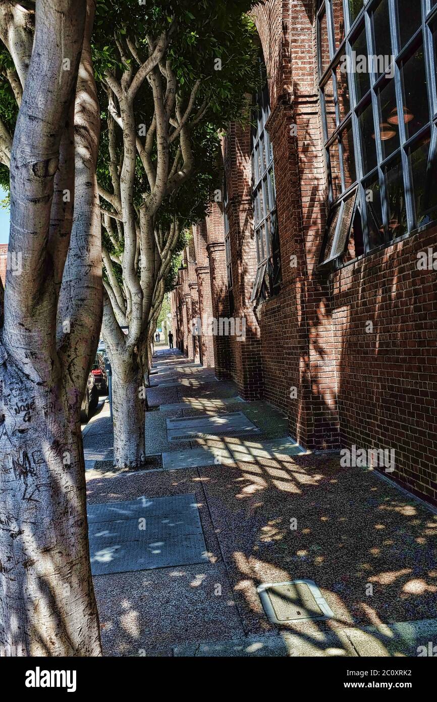 Tree lined street in San Francisco Stock Photo - Alamy