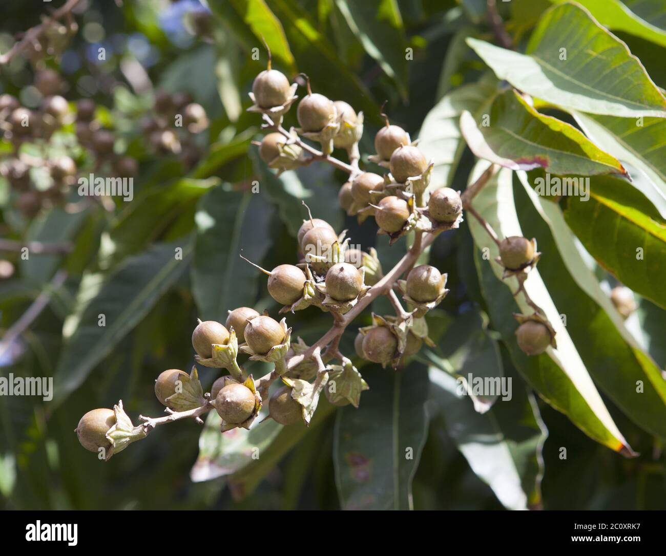 Culinary nut tree hi-res stock photography and images - Alamy