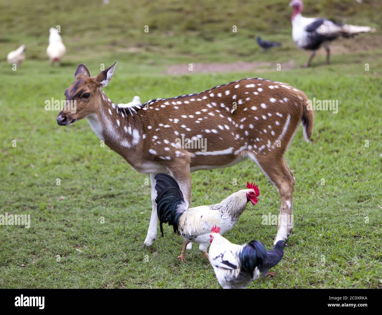 Cub of a Reindeer fawn and chicken Stock Photo - Alamy