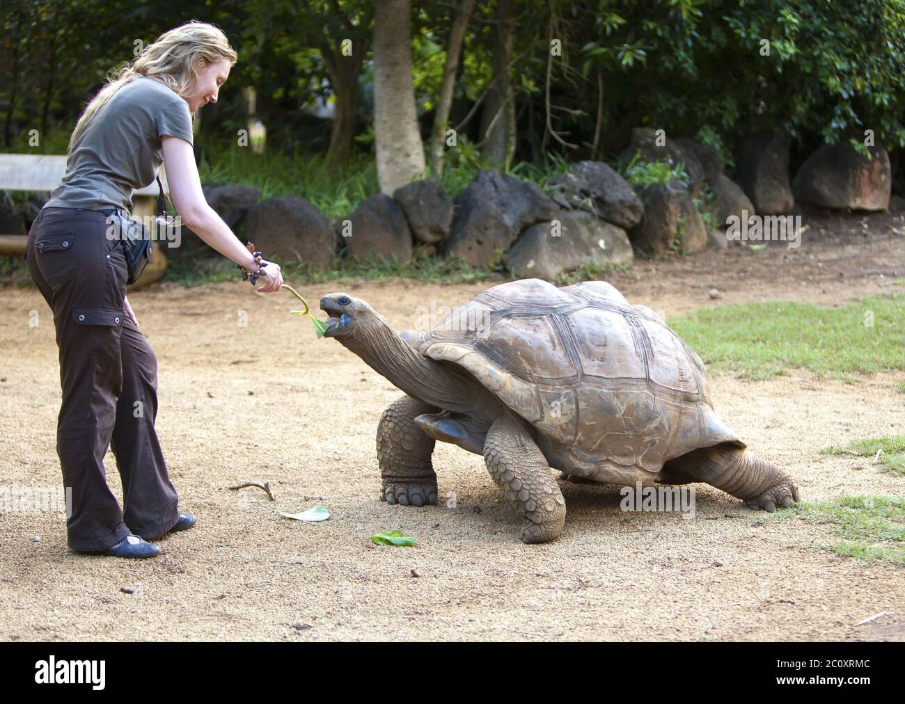 Galapagos island and tourist and turtle hi-res stock photography and ...