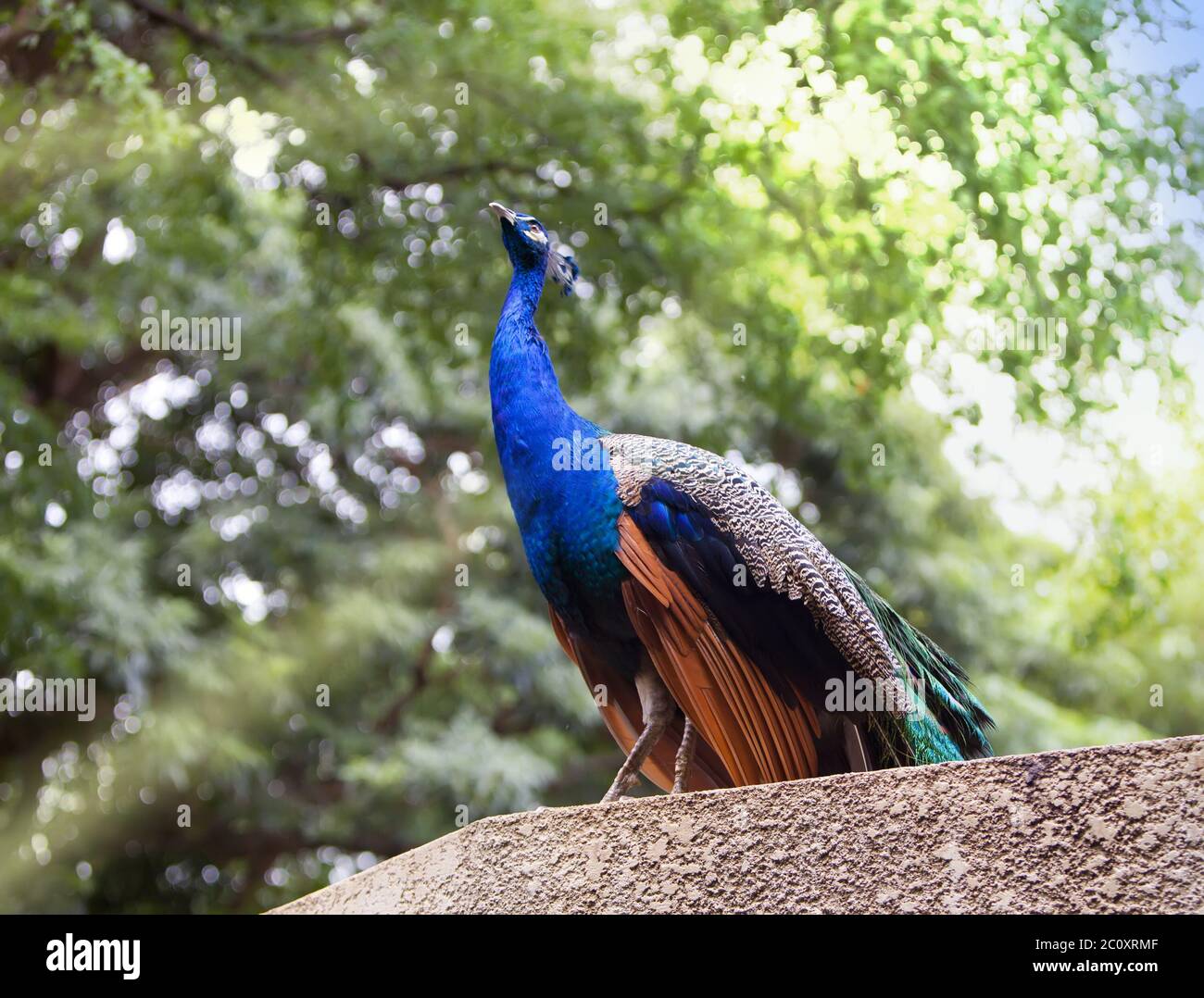 Peacock head and body hi-res stock photography and images - Alamy
