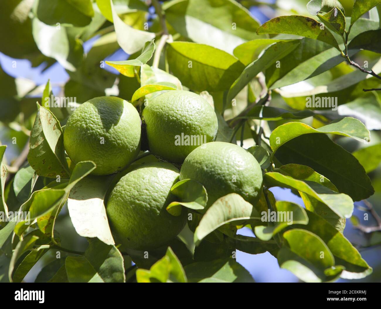 Lime on a tree branch Stock Photo - Alamy