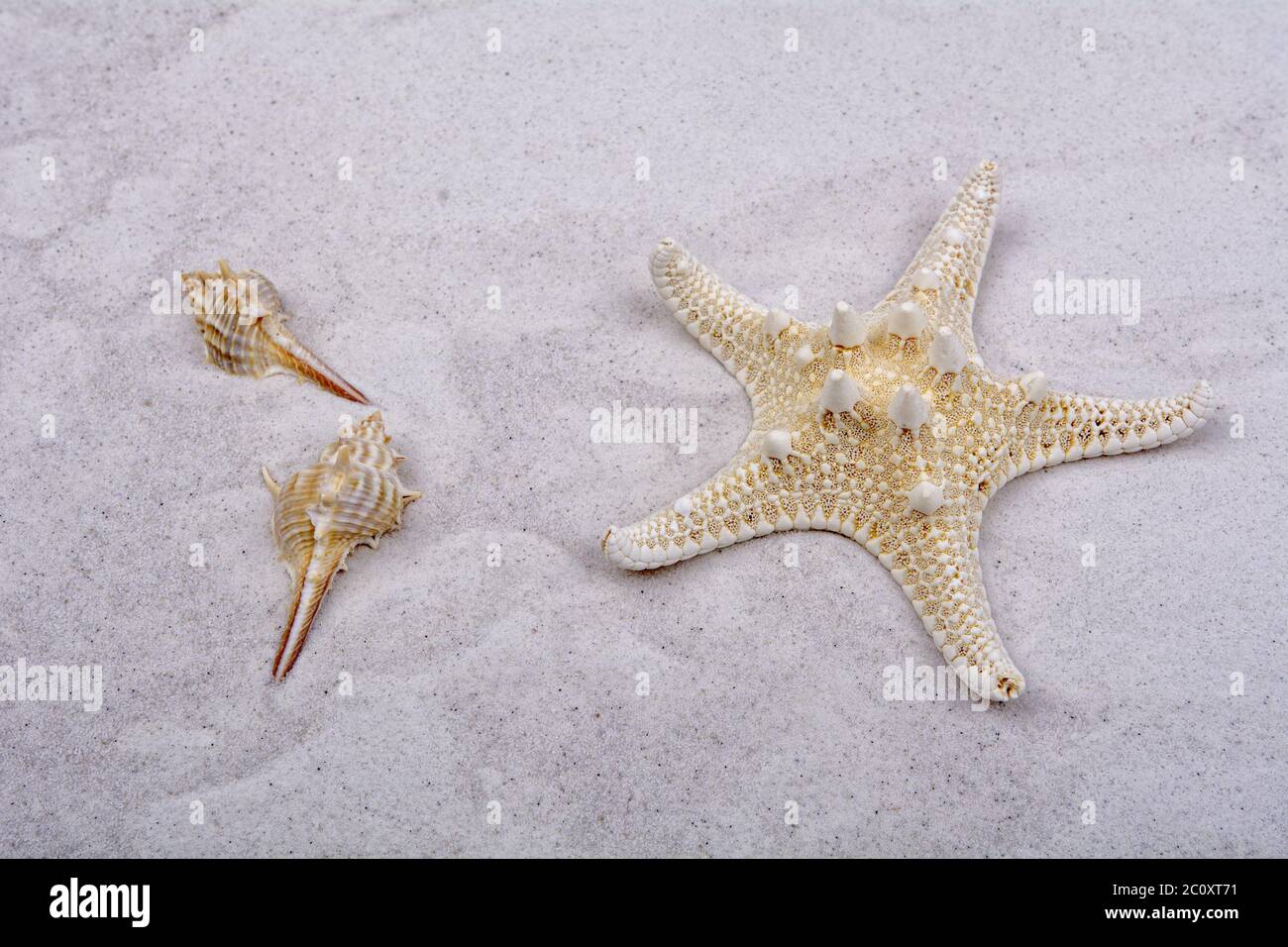 Starfish and two shells on a greay sand Stock Photo - Alamy