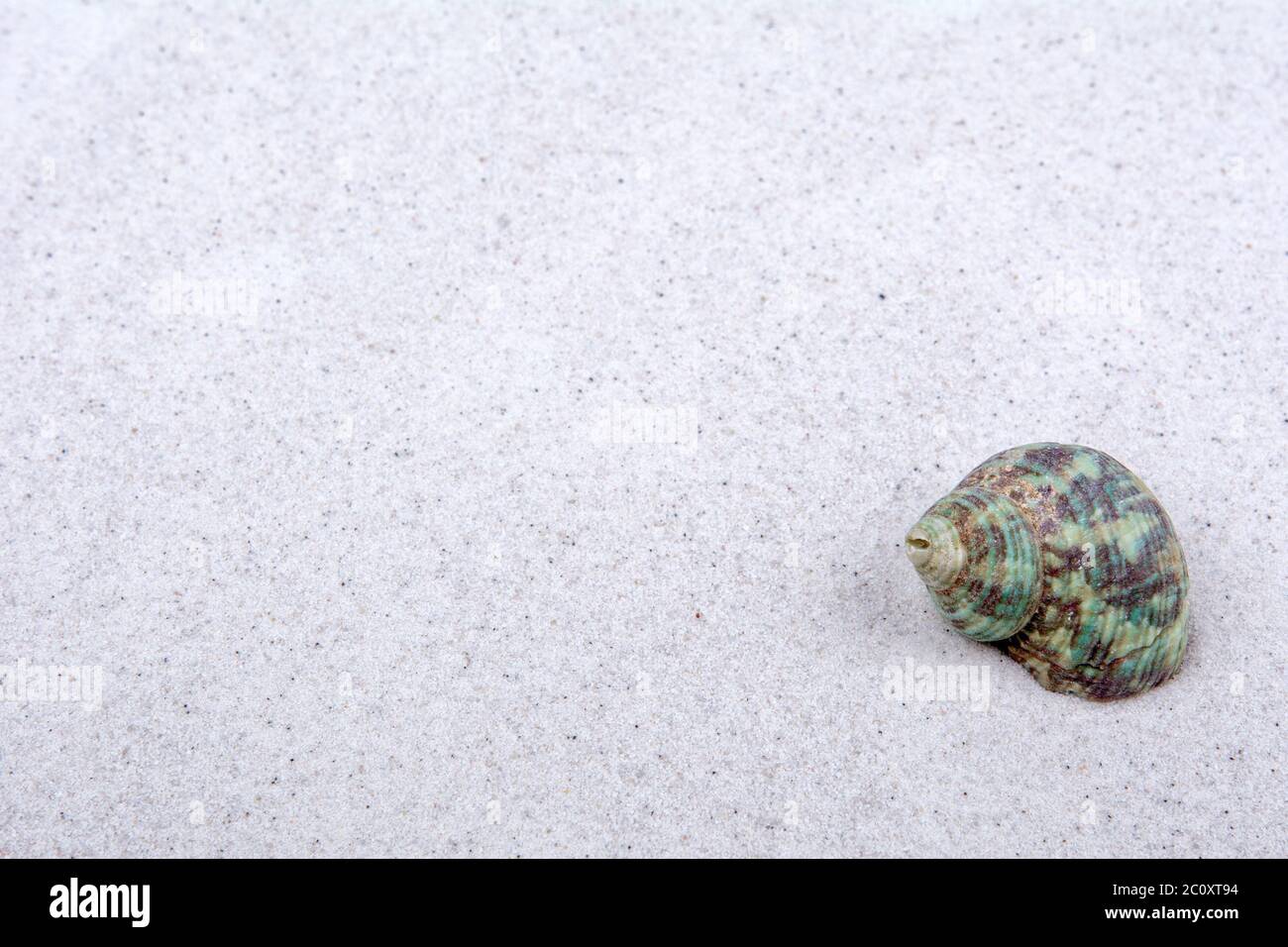 Dark green shell on a sand background Stock Photo - Alamy