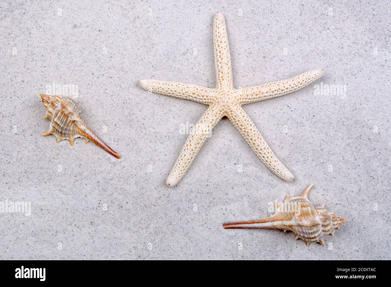 Starfish and two shells on a greay sand Stock Photo - Alamy
