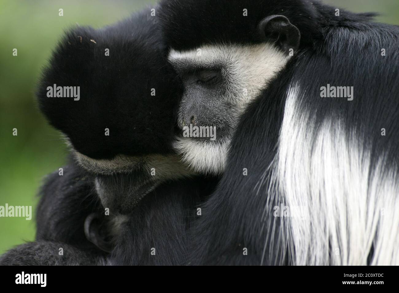 Gerish family hi-res stock photography and images - Alamy