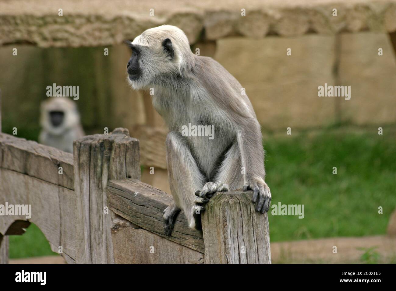 Holy Monkeys - Hulman Langurs Stock Photo - Alamy