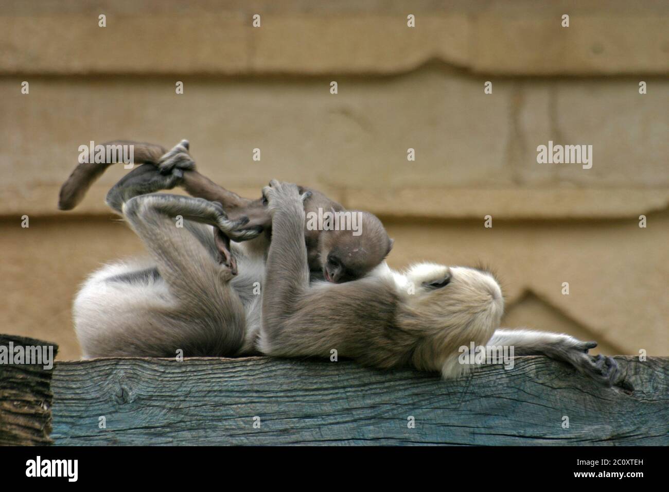 Monkey Play High Resolution Stock Photography and Images - Alamy