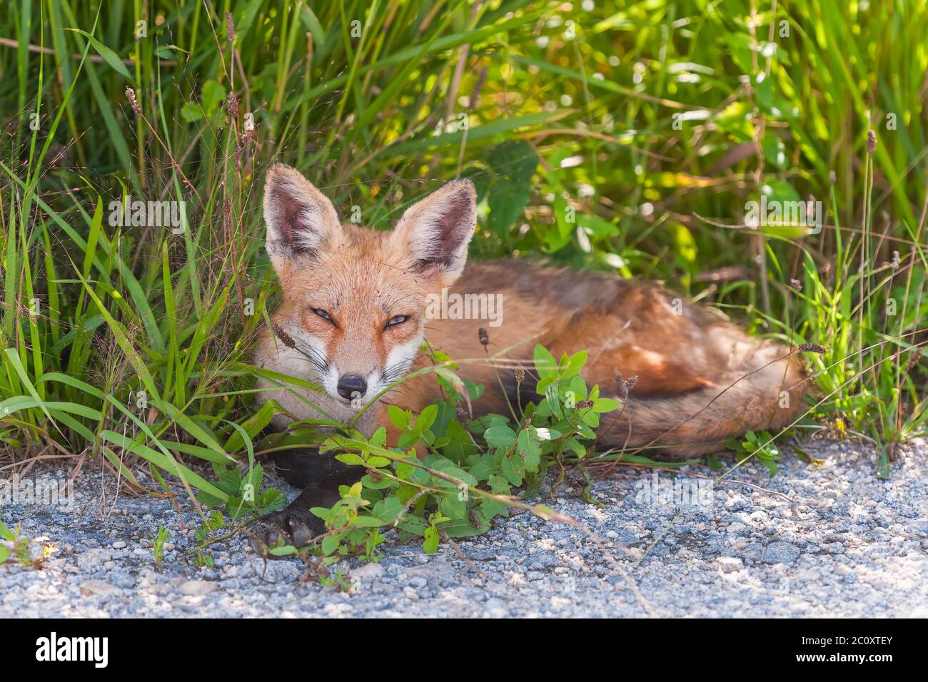 Red Fox (Vulpes vulpes) resting in the shadow. Bombay Hook National ...