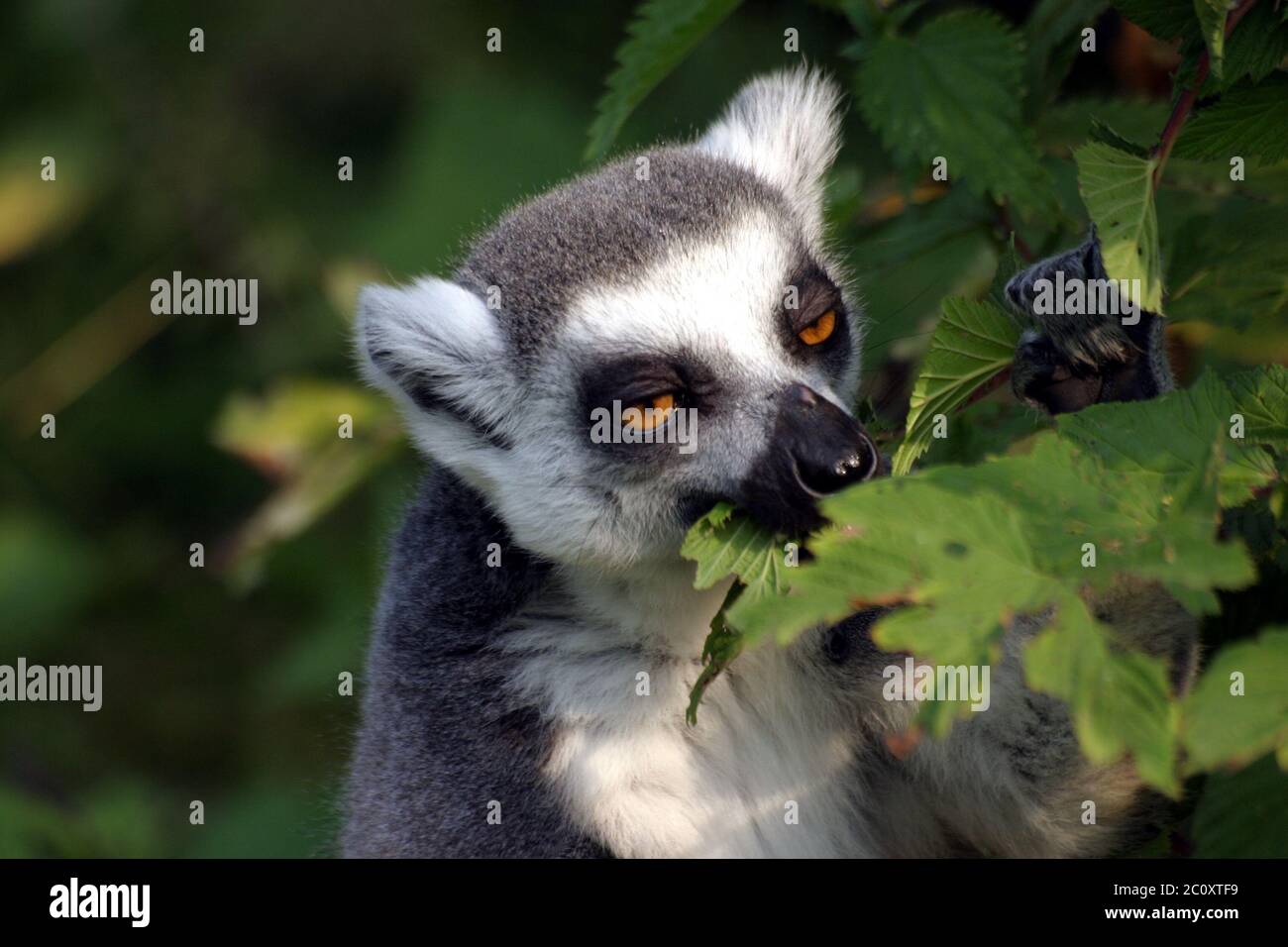 Katta hi-res stock photography and images - Alamy