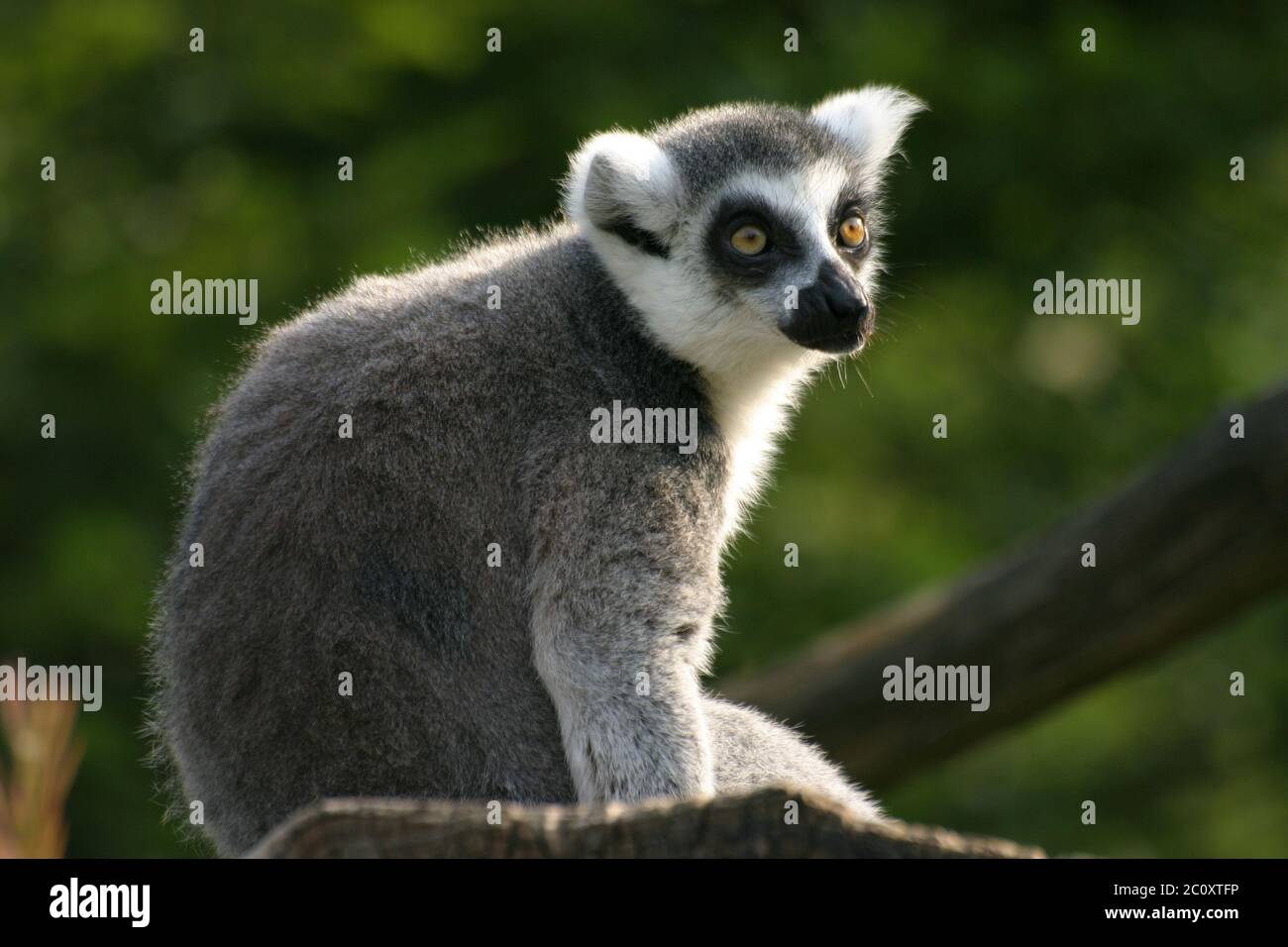 Katta hi-res stock photography and images - Alamy