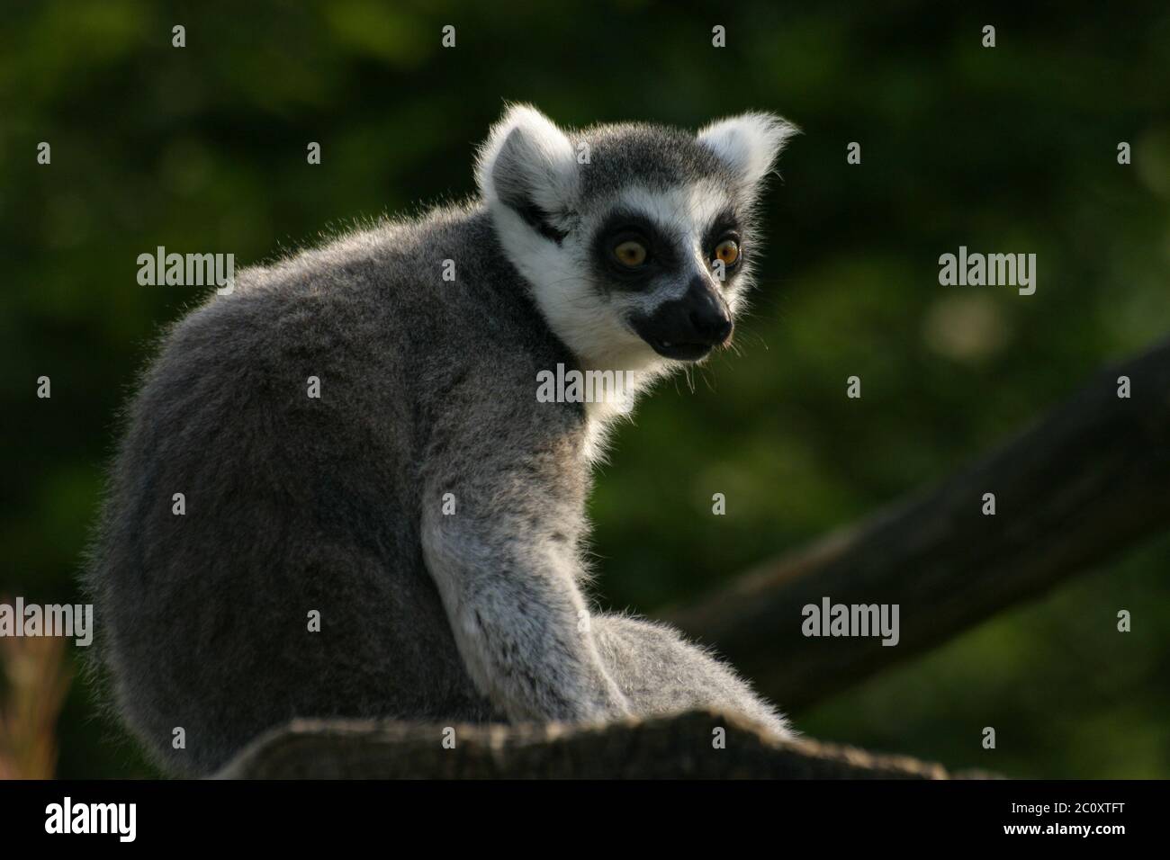 Katta hi-res stock photography and images - Alamy