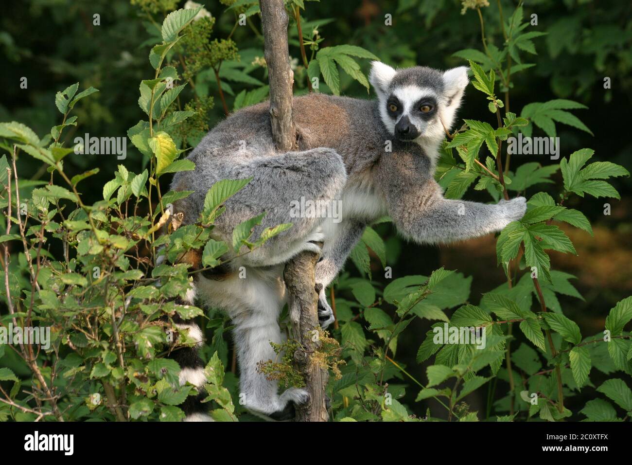 Katta hi-res stock photography and images - Alamy