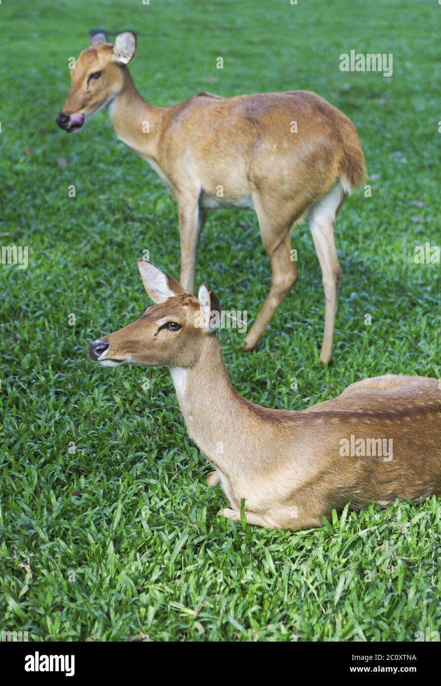 Two curious roe deer on the green grass Stock Photo - Alamy