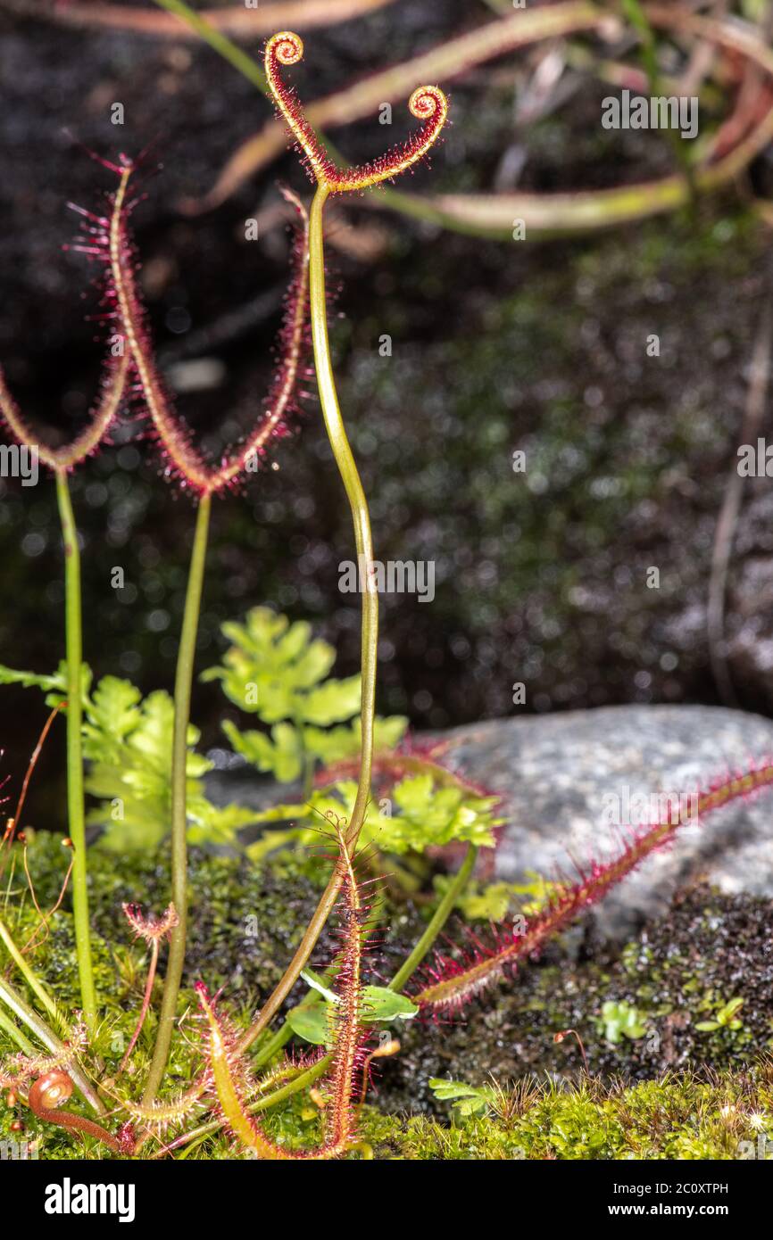 Forked Sundew or Fork-leaved Sundew (Drosera binata Stock Photo - Alamy