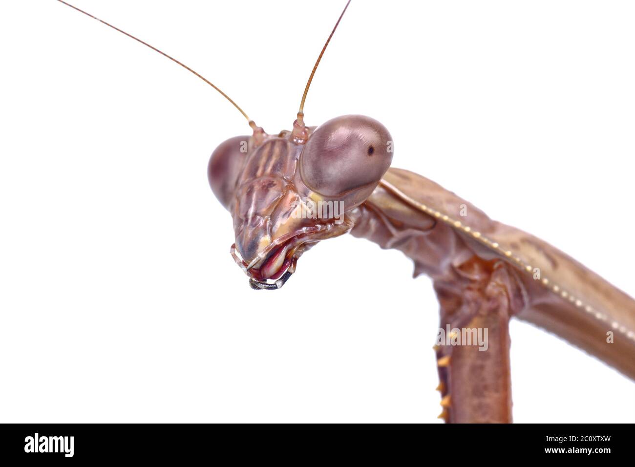 Macro of head of mantis on a white background Stock Photo - Alamy