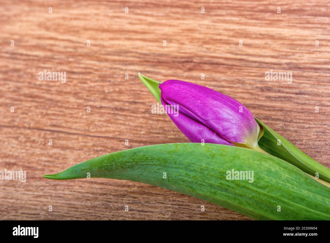 Beautiful violet tulip closeup hi-res stock photography and images - Alamy