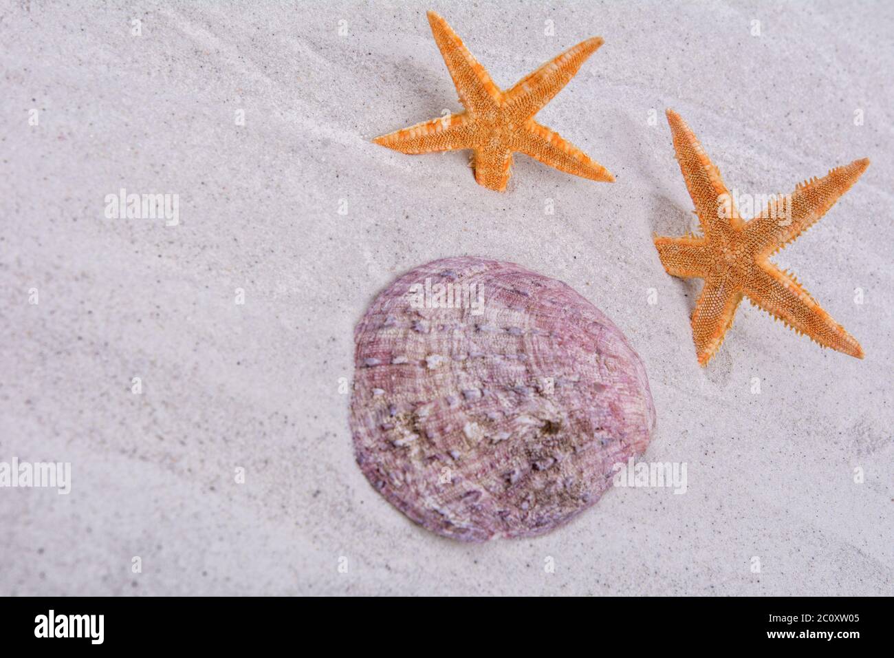 Orange starfish and two shells on a sand background Stock Photo - Alamy