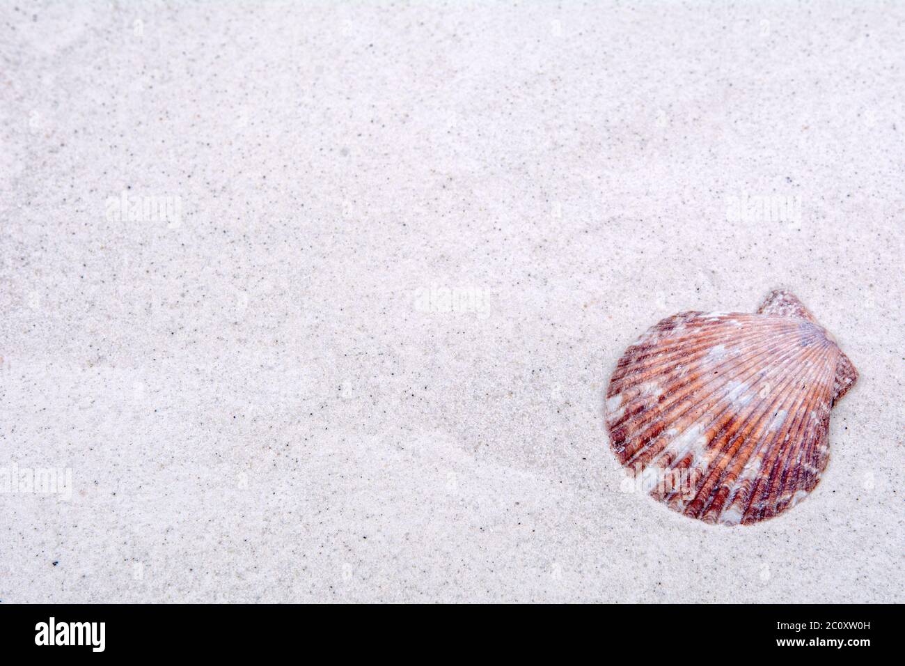 Shell on a sand background Stock Photo - Alamy