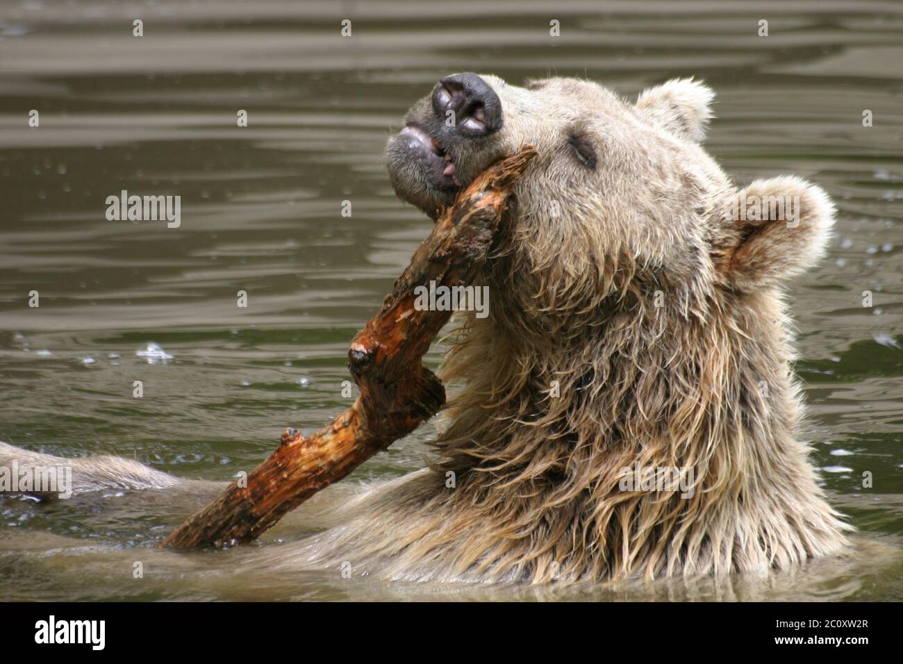 Syrian Brown Bear Stock Photo - Alamy