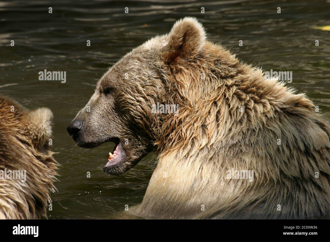 Syrian brown bear ursus syriacus hi-res stock photography and images ...