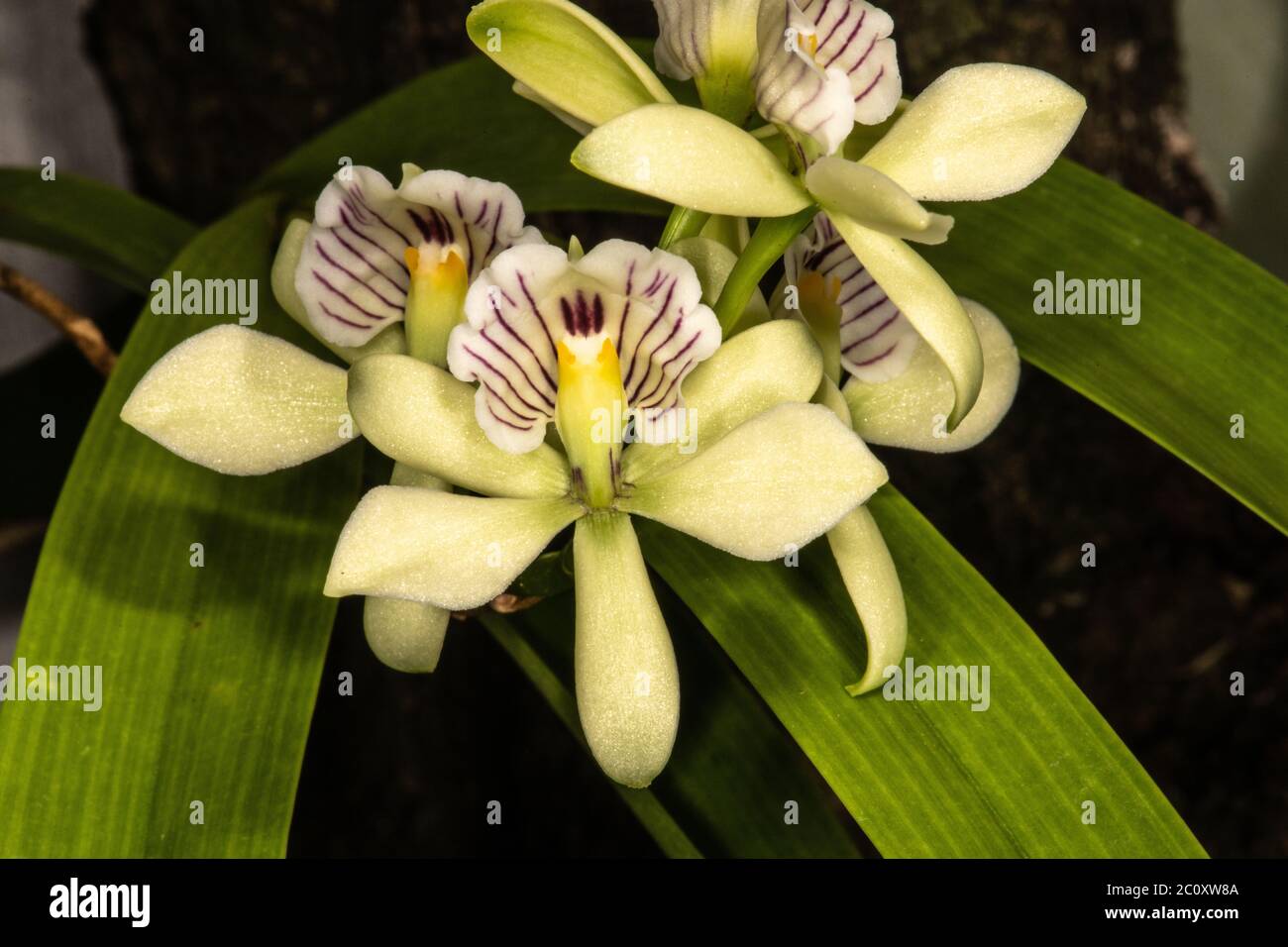 Encyclia Orchid (Encyclia radiata Stock Photo - Alamy