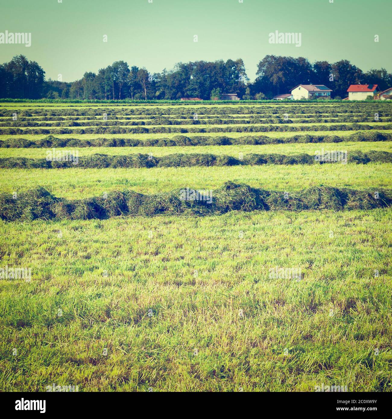 Hay plantation hi-res stock photography and images - Alamy