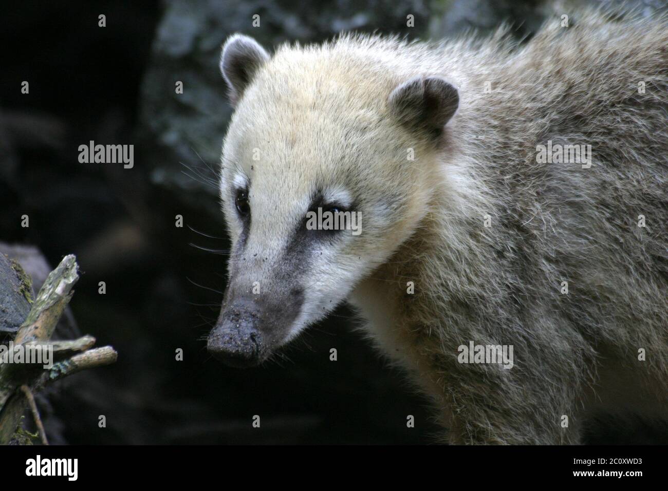 American coatis hi-res stock photography and images - Alamy