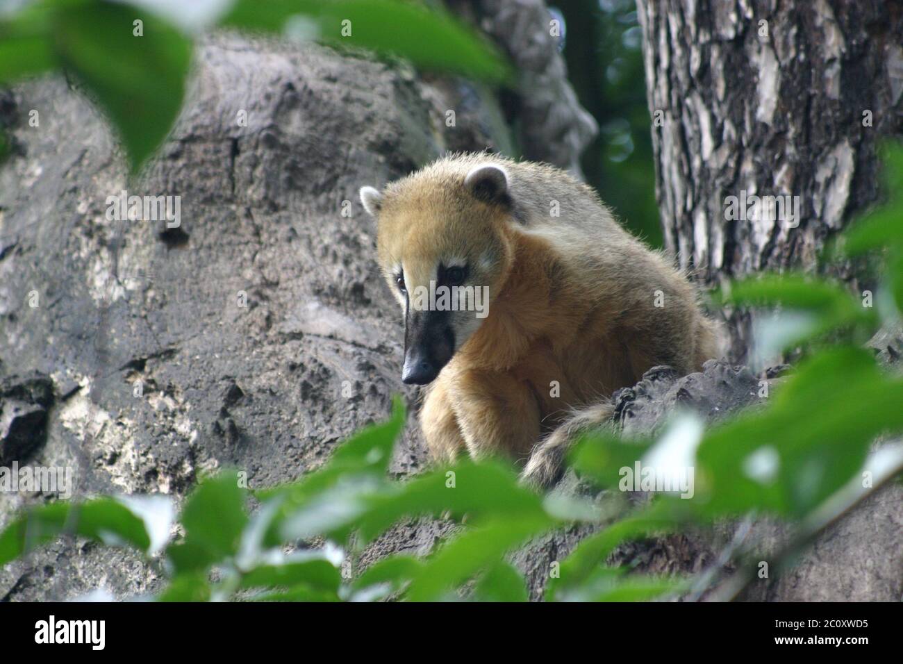Coatis hi-res stock photography and images - Alamy
