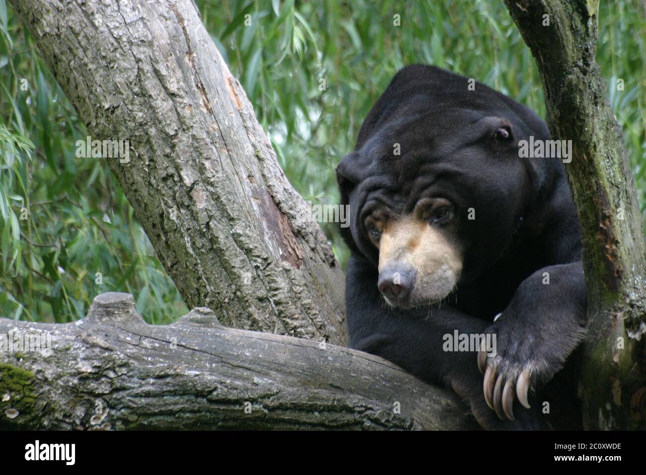 Malay an bear hi-res stock photography and images - Alamy
