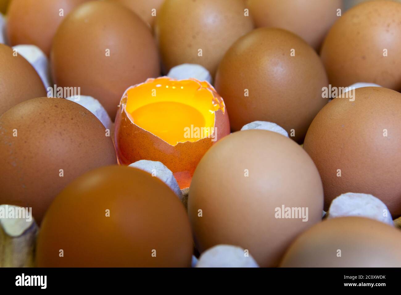 eggs, one egg it is opened, the yolk is visible and it is illuminated ...