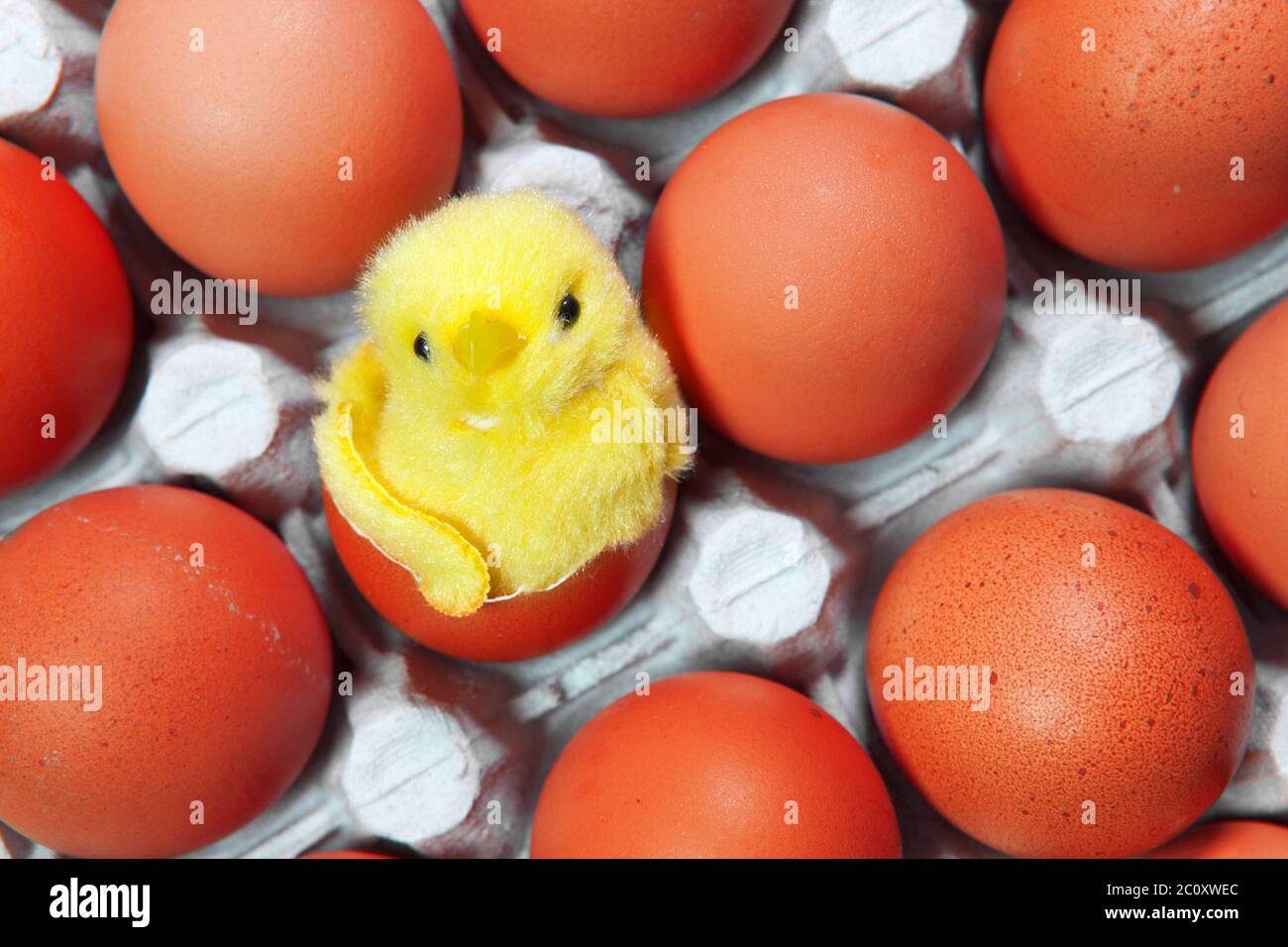 Red shell eggs hi-res stock photography and images - Alamy