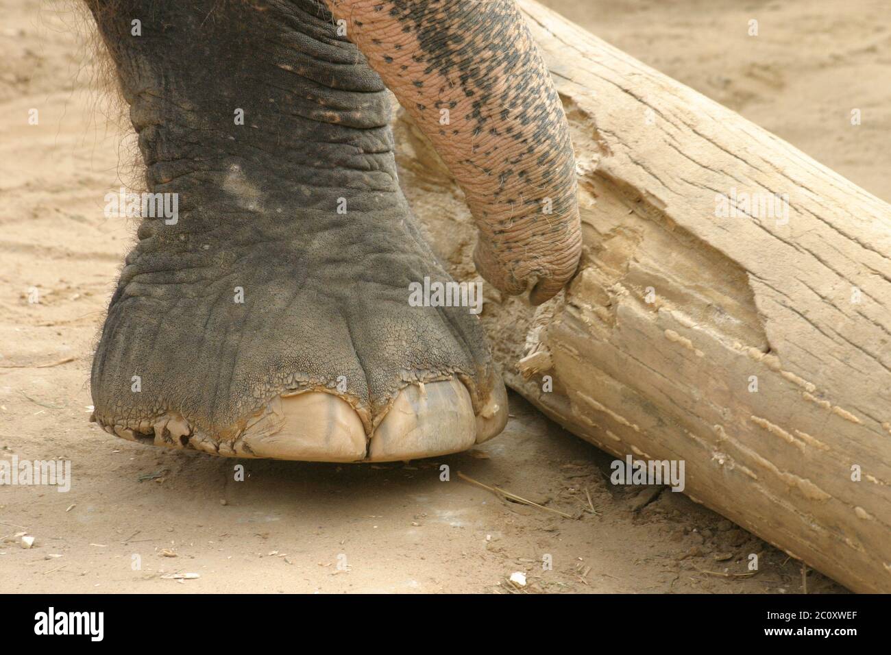 Work elephant hi-res stock photography and images - Alamy