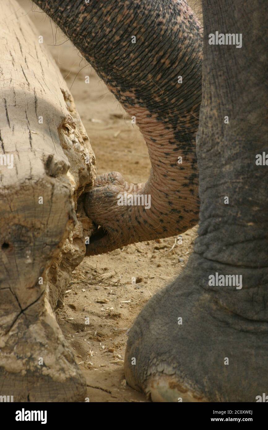 Elephant work use hi-res stock photography and images - Alamy