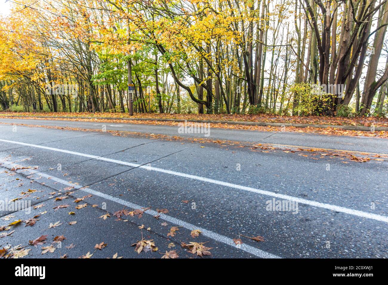 empty asphalt rural road near forest in seattle Stock Photo - Alamy