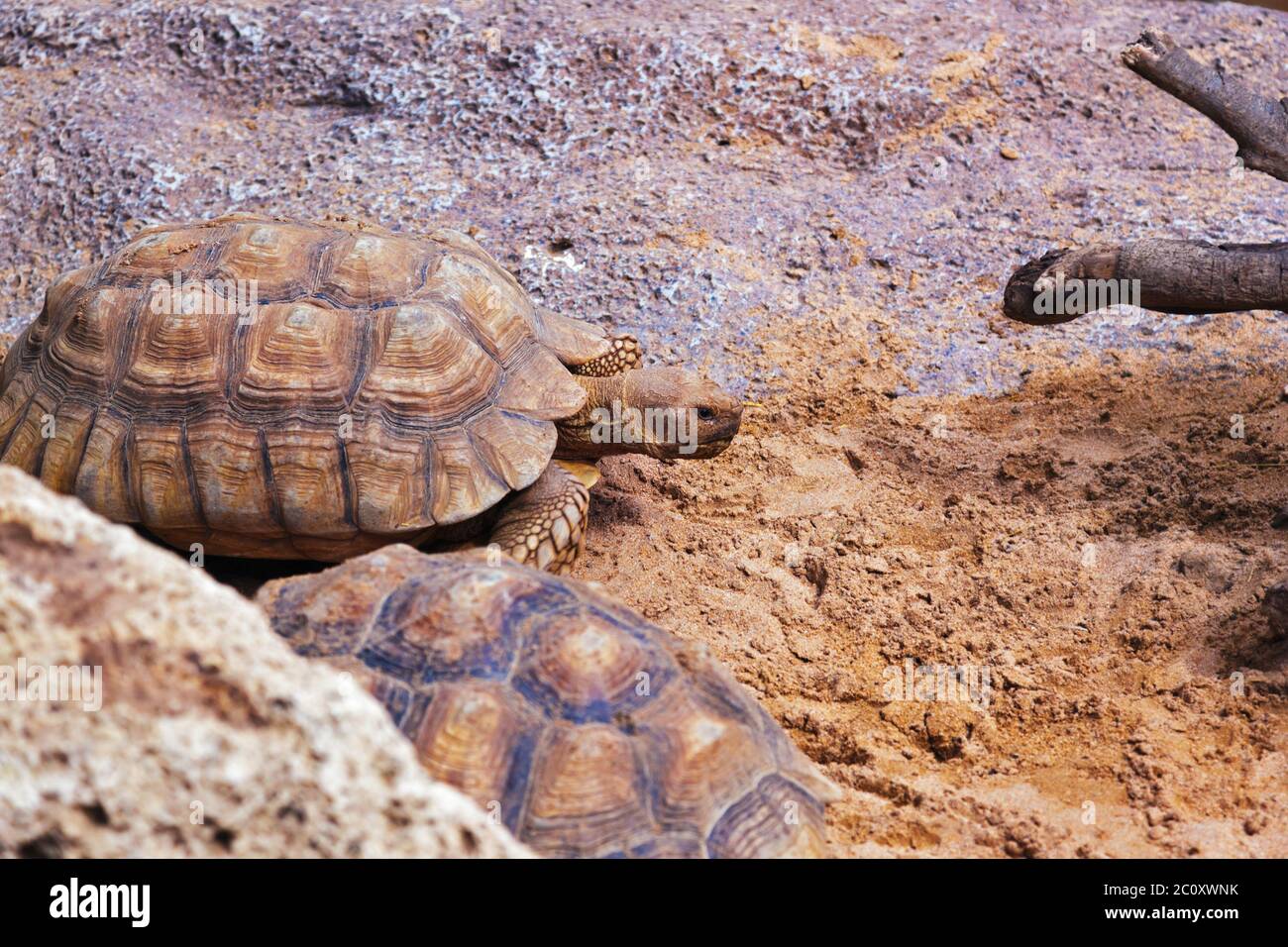 Two head turtle hi-res stock photography and images - Alamy
