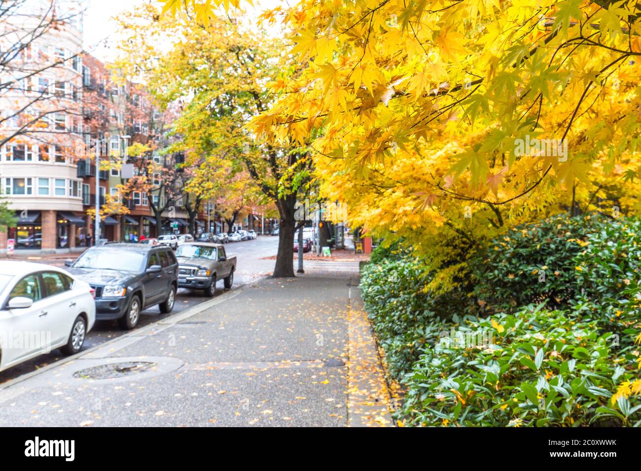 empty sidewalk and trees on city street in seattle Stock Photo - Alamy