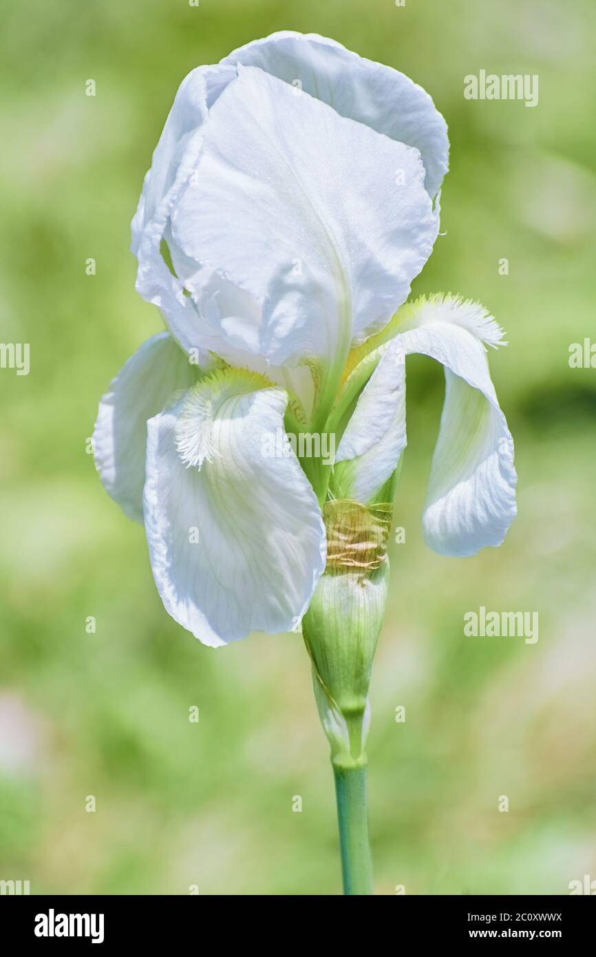 White iris hi-res stock photography and images - Alamy