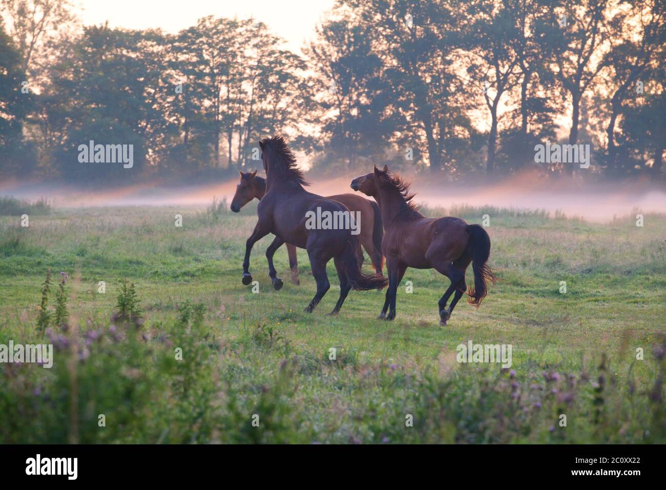 playful horses on pasture at sunrise Stock Photo - Alamy
